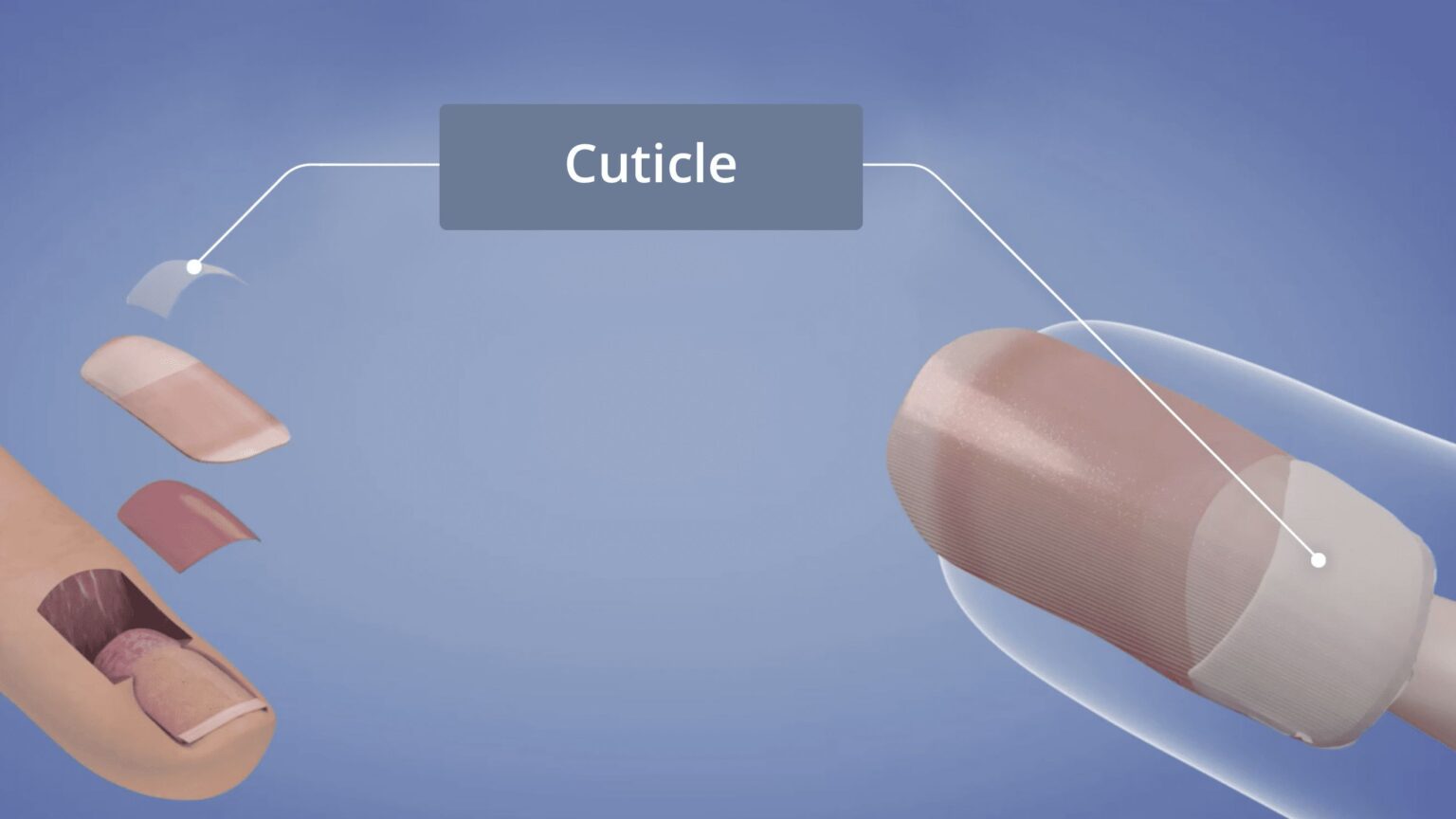 Unveiling the Mysteries of the Cuticle: Its Role, Care, and Removal ...