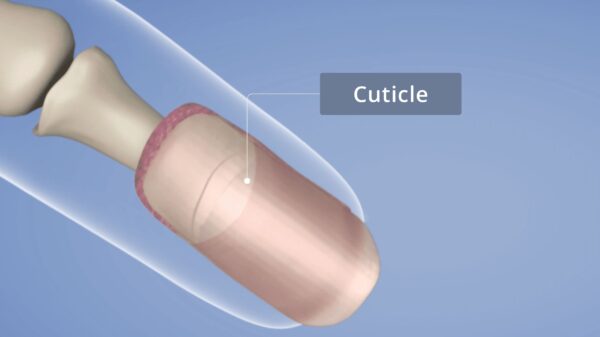Unveiling the Mysteries of the Cuticle: Its Role, Care, and Removal ...