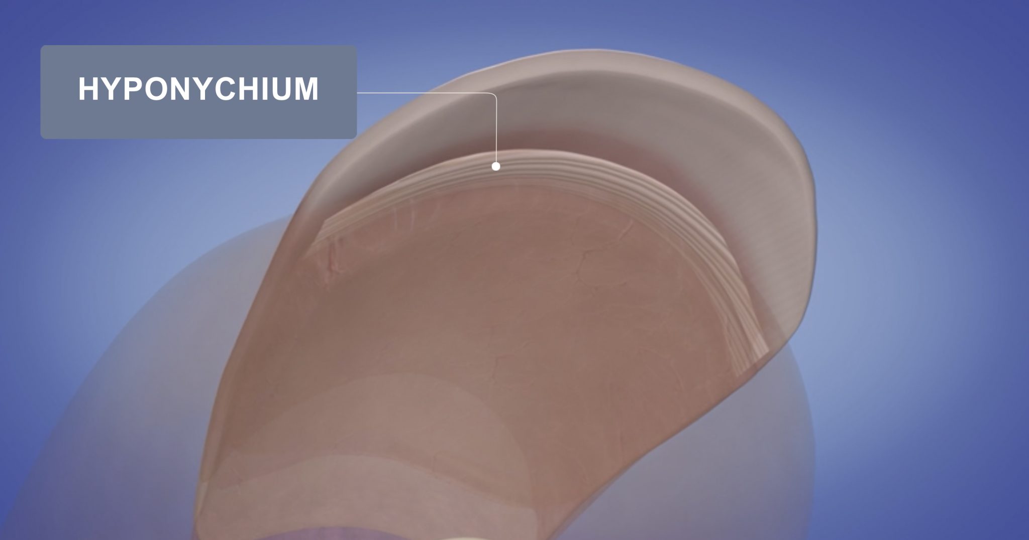 Hyponychium - NailKnowledge