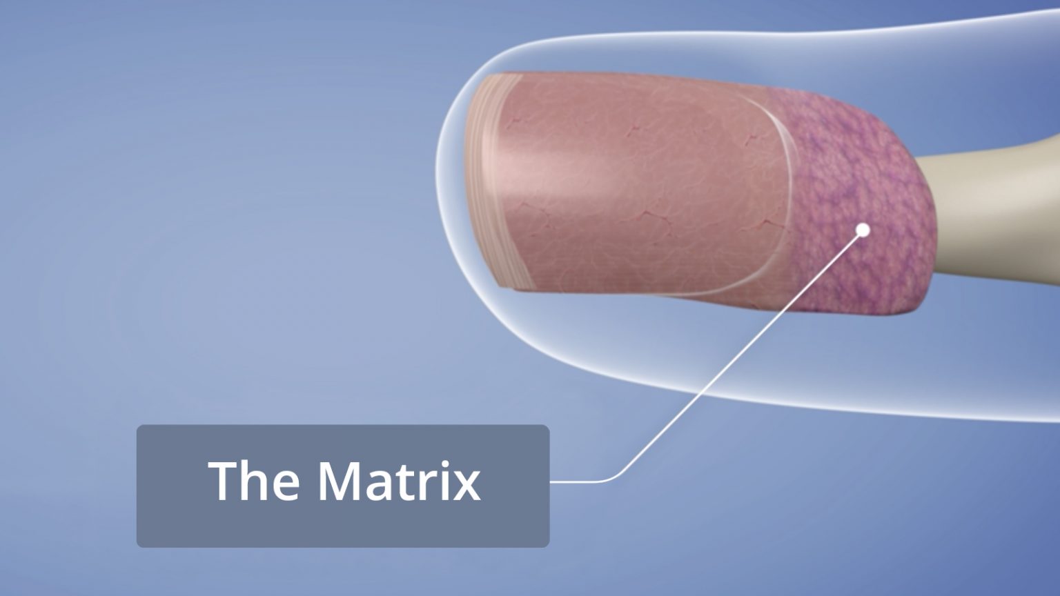 Nail Matrix - NailKnowledge