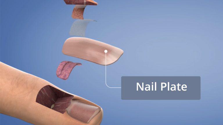 Nail Plate - NailKnowledge