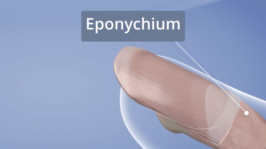 Eponychium - NailKnowledge