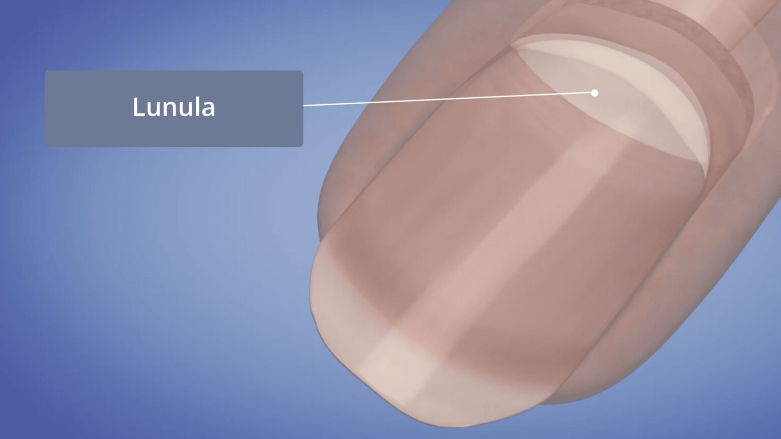 The Lunula - NailKnowledge