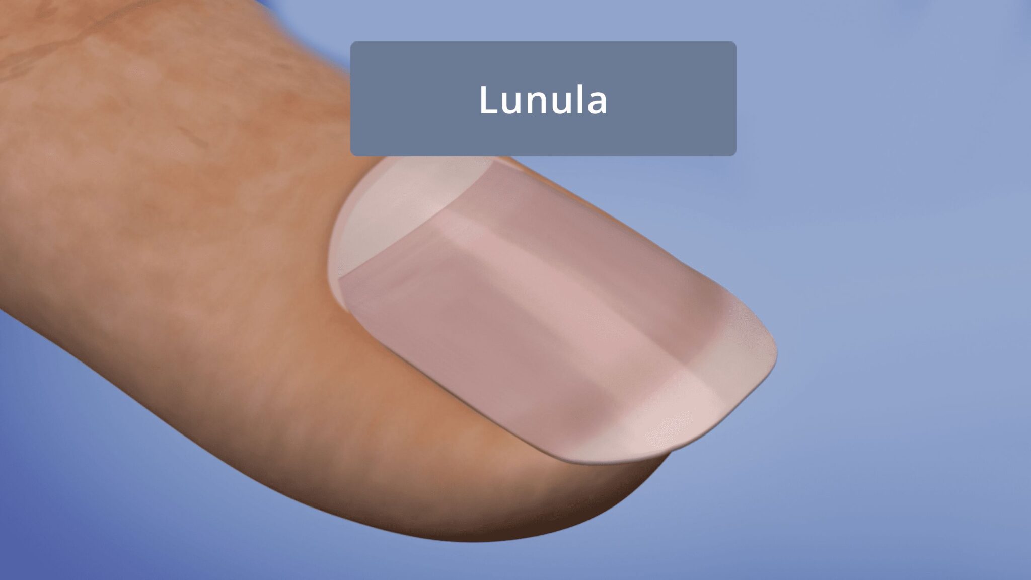 The Lunula - NailKnowledge
