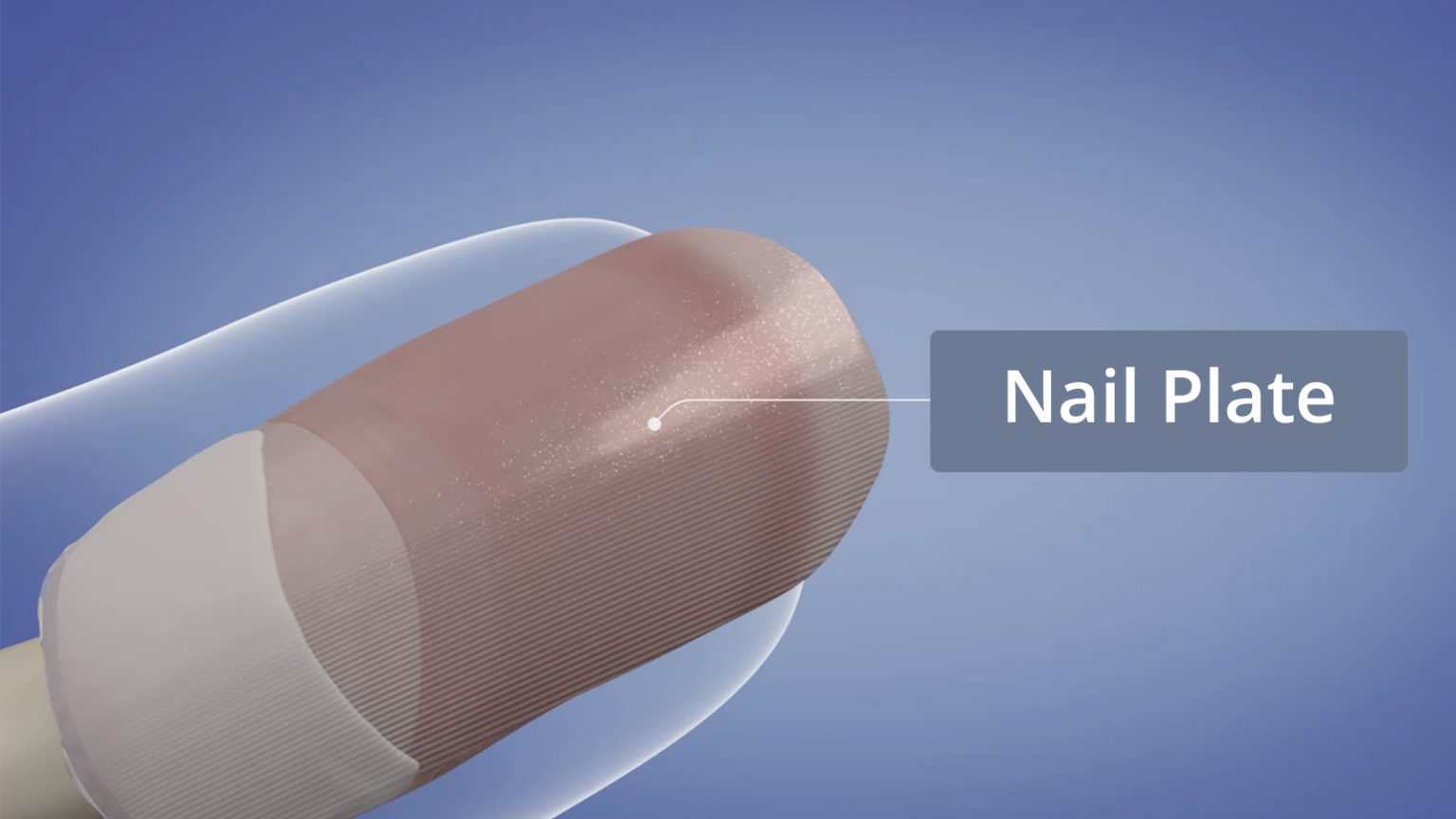 Nail Plate - NailKnowledge