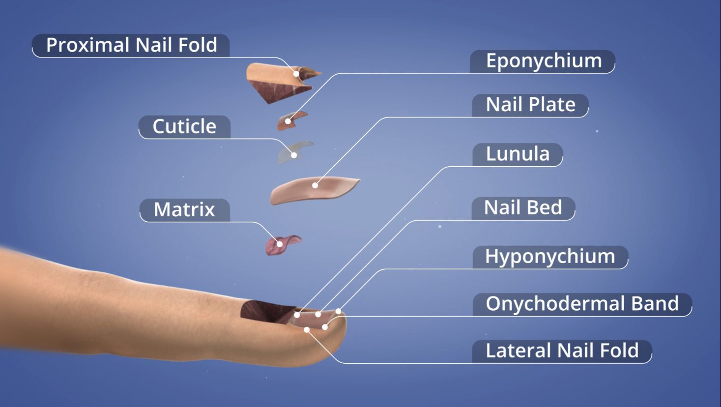 Has nail anatomy changed? - NailKnowledge