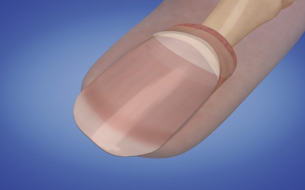 The Essential Nail Professional Diploma - NailKnowledge