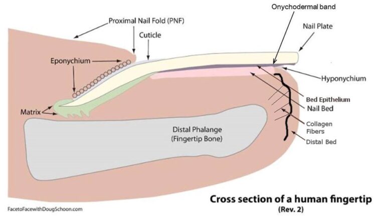 Unlock the Secrets of the Onychodermal Band - NailKnowledge