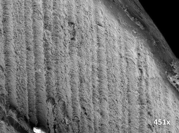 Understanding the Protective Seals of the Nail Bed