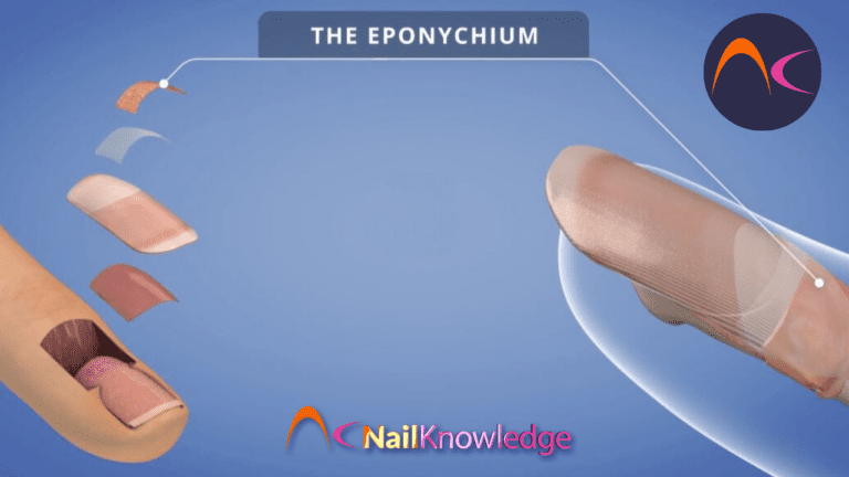 Understanding the Eponychium vs. Cuticle - NailKnowledge