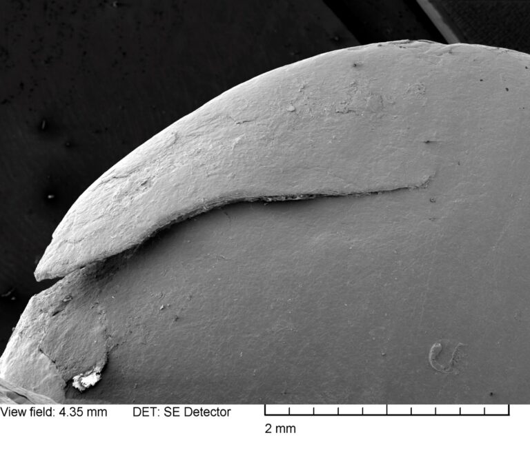 Fragilidad: La quinta propiedad clave de las uñas naturales y ...
