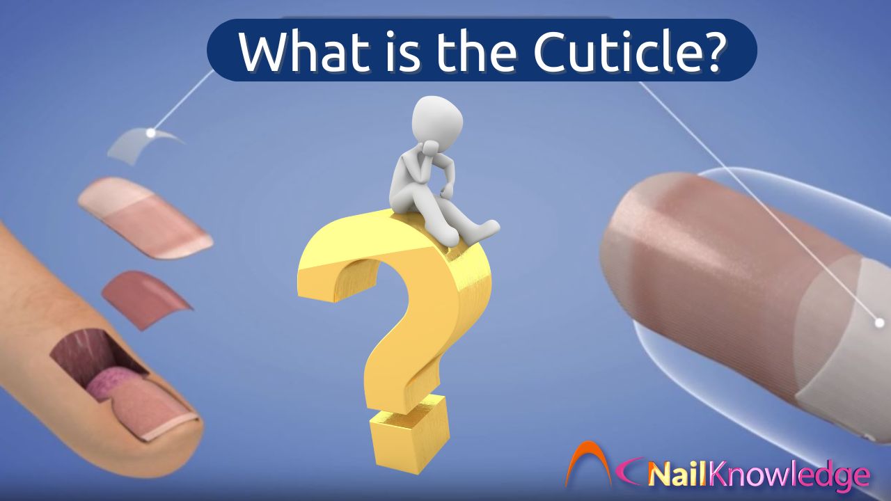 What Is the Cuticle and Why It Matters for Nail Health - NailKnowledge
